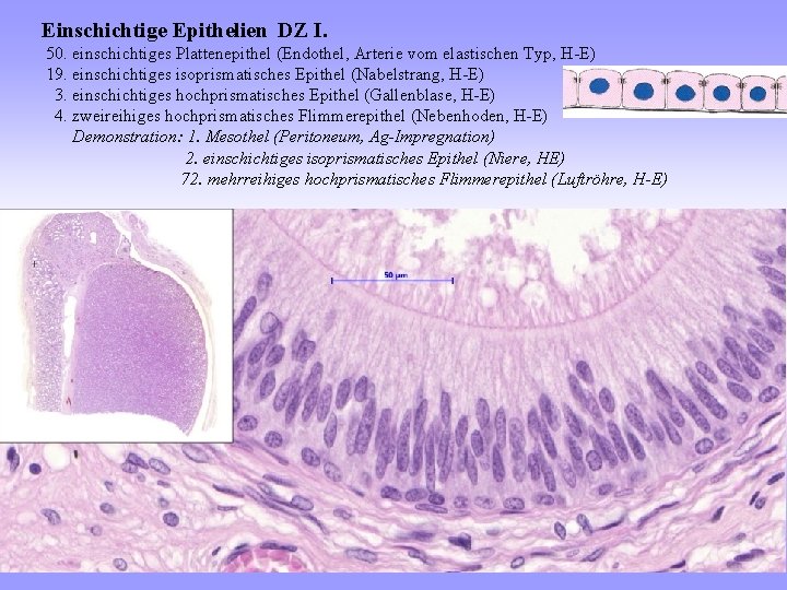 Einschichtige Epithelien DZ I 50 einschichtiges Plattenepithel Endothel