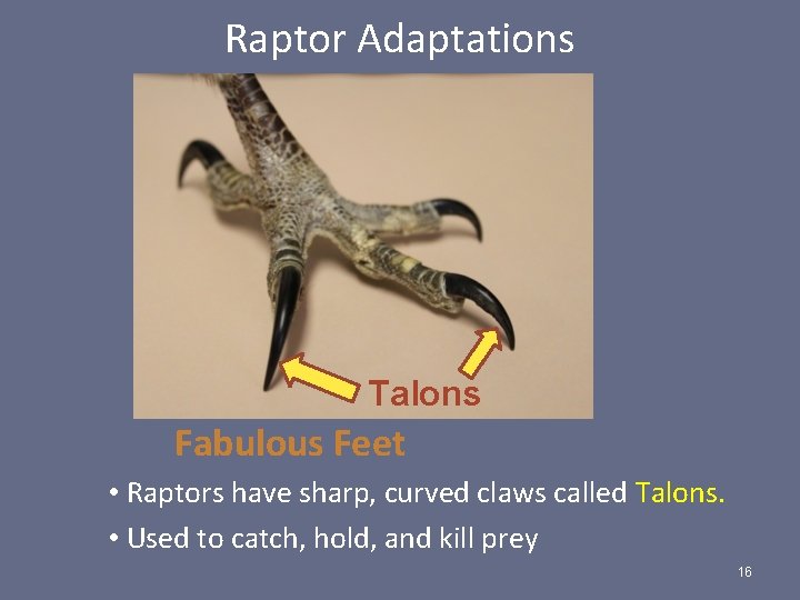 Learning About Raptors 1 The worlds first raptor