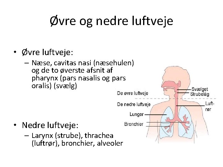 Respiration og kol Definition respiration Respirationen er den