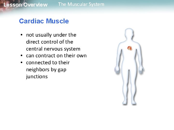 Lesson Overview SEC 32 2 The Muscular System