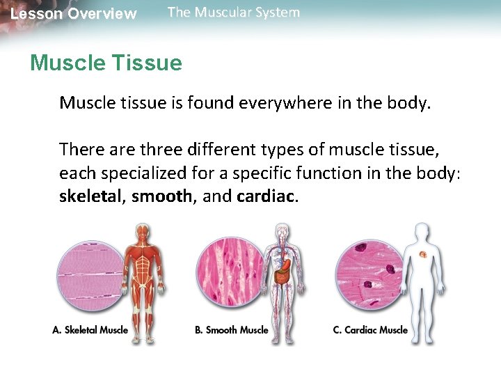 Lesson Overview SEC 32 2 The Muscular System