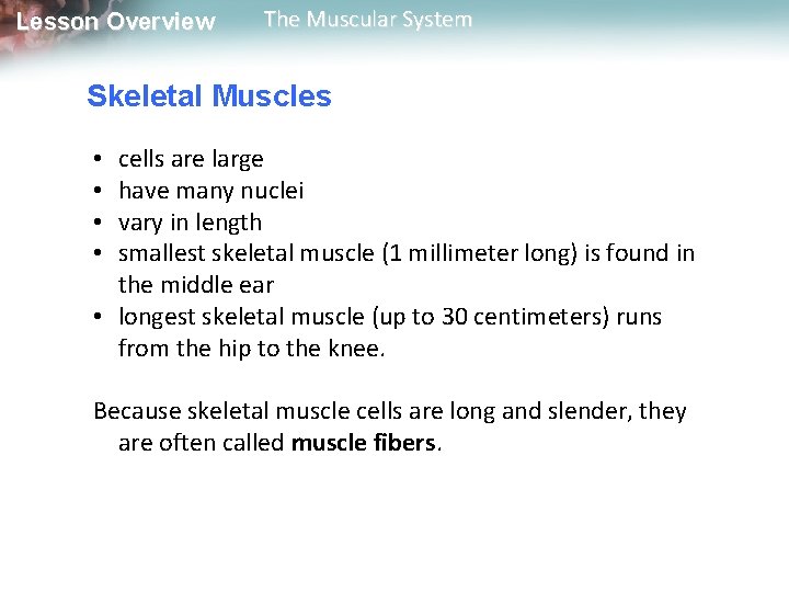 Lesson Overview SEC 32 2 The Muscular System