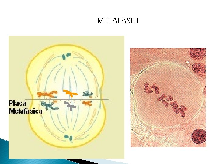 MITOSIS Y MEIOSIS CONSTITUCIN DE LOS CROMOSOMAS Brazo