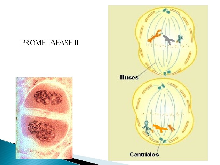 MITOSIS Y MEIOSIS CONSTITUCIN DE LOS CROMOSOMAS Brazo