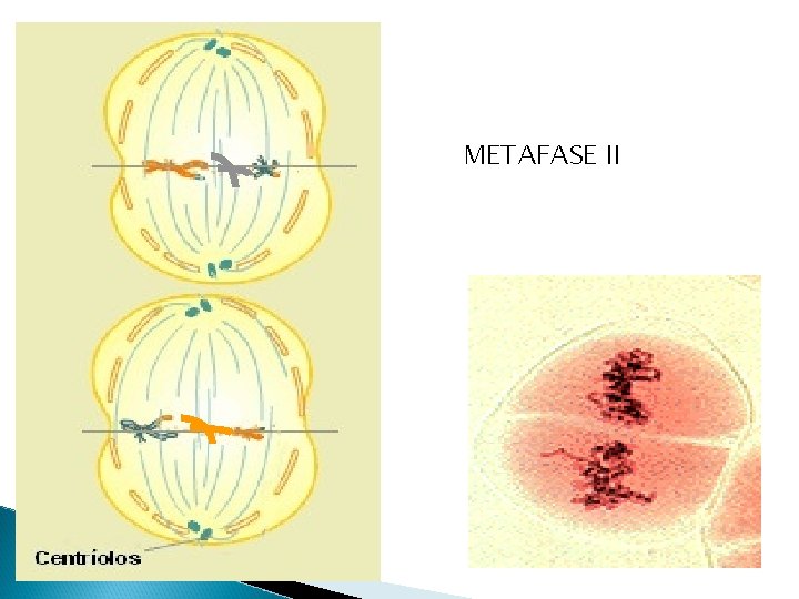 MITOSIS Y MEIOSIS CONSTITUCIN DE LOS CROMOSOMAS Brazo