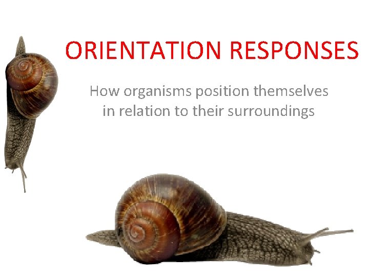 ORIENTATION RESPONSES How organisms position themselves in relation