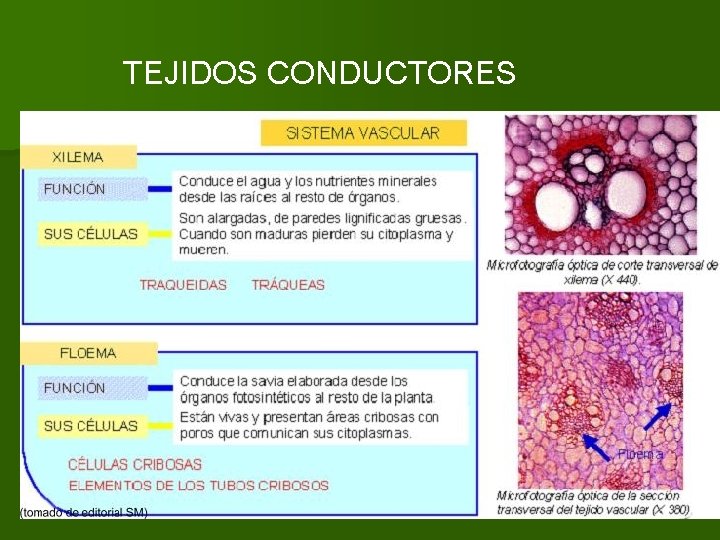 LOS TEJIDOS VEGETALES 1 Bachillerato Ciencias IES Universidad