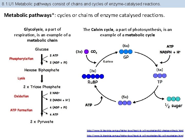 8 1 Metabolism AHL Essential idea Metabolic reactions