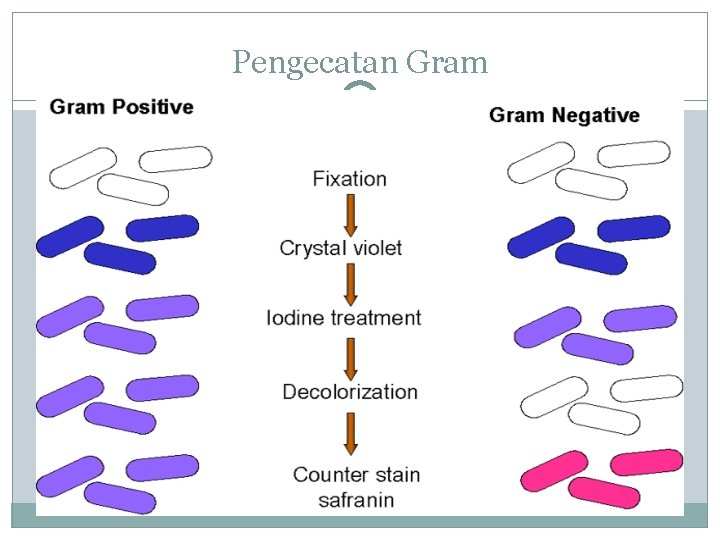 Identifikasi Mikroba Setelah diperoleh kultur murni melalui teknik