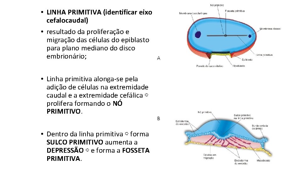 Desenvolvimento Geral Humano Centro Universitrio Dinmica das Cataratas