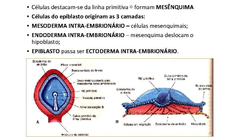 Desenvolvimento Geral Humano Centro Universitrio Dinmica das Cataratas