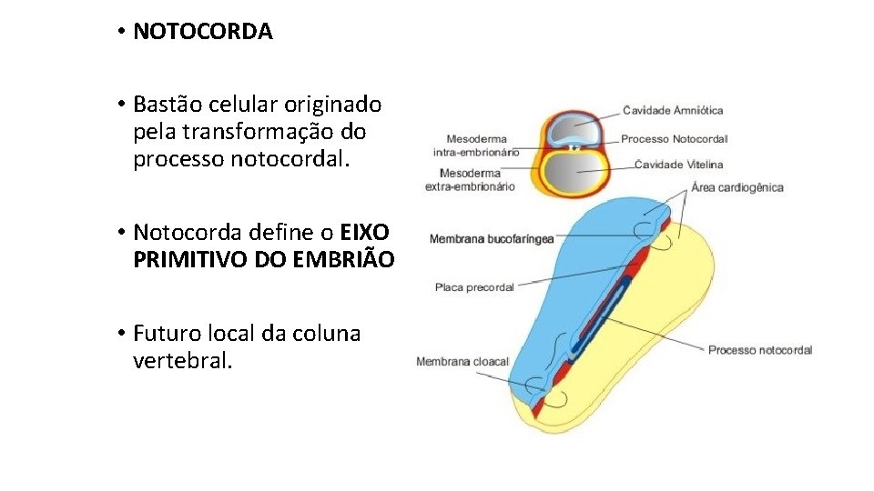 Desenvolvimento Geral Humano Centro Universitrio Dinmica das Cataratas