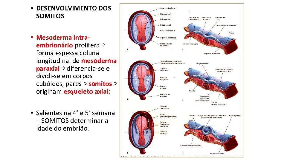 Desenvolvimento Geral Humano Centro Universitrio Dinmica das Cataratas