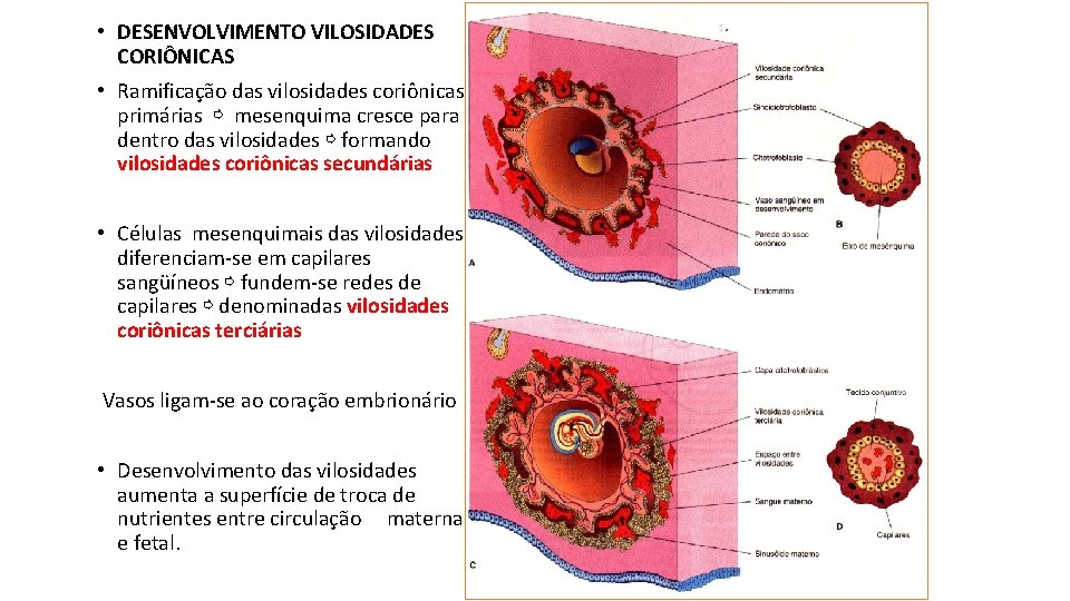 Desenvolvimento Geral Humano Centro Universitrio Dinmica das Cataratas