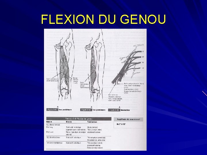 TESTING DU GENOU FLEXION DU GENOU Tous les