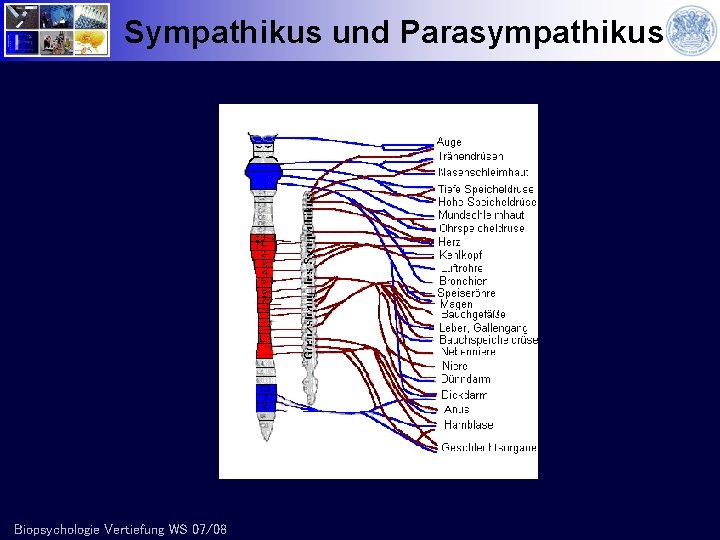 Autonomes Nervensystem bersicht Das menschliche Nervensystem Das autonome