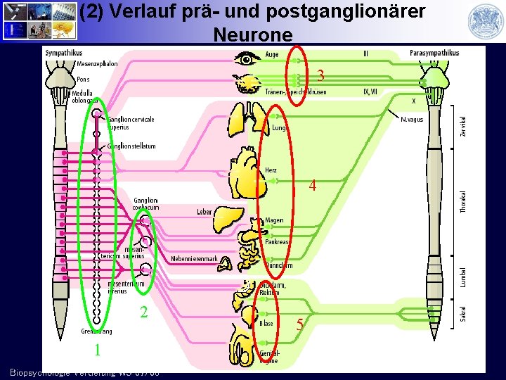 Autonomes Nervensystem bersicht Das menschliche Nervensystem Das autonome