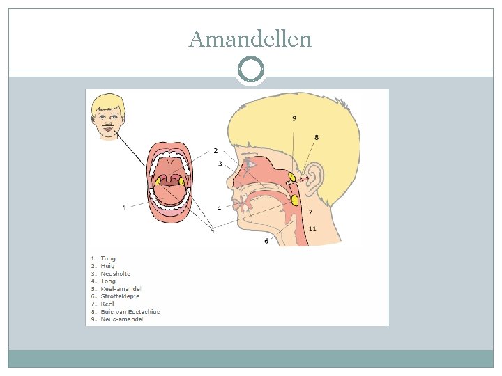 Amandellen Amandelen Adenoid neusamandelen Tonsillen keelamandelen ...