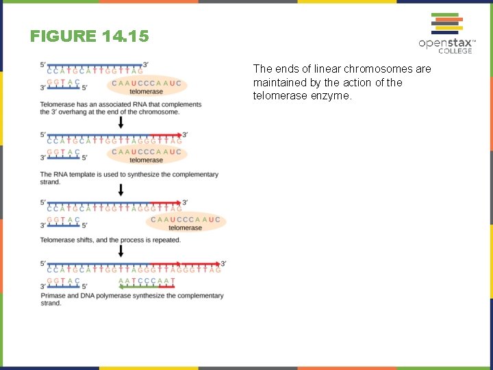 BIOLOGY Chapter 14 DNA STRUCTURE AND FUNCTION Power