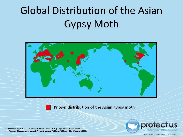 Asian Gypsy Moth Lymantria dispar asiatica Asian Gypsy