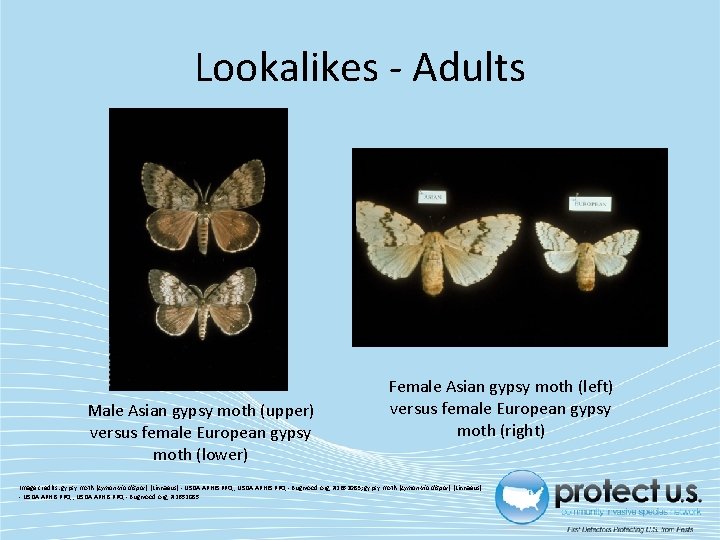 Asian Gypsy Moth Lymantria dispar asiatica Asian Gypsy