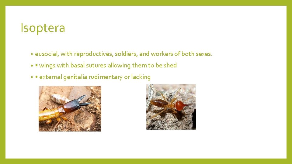 INSECT TAXONOMIC DIVERSITY By Madison Persky Insect Orders