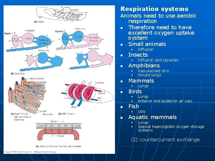 BIOL 4120 Principles of Ecology Lecture 7 Animal