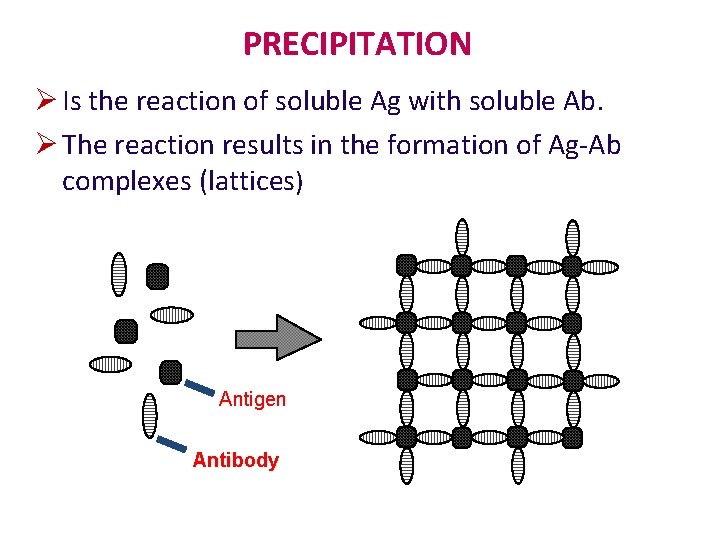 AntigenAntibody Reactions Antigenantibody interactions v Are reversible ...