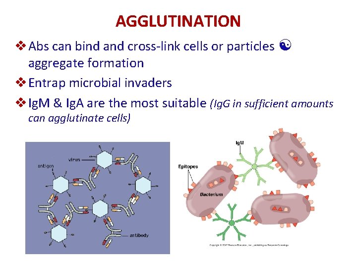 AntigenAntibody Reactions Antigenantibody interactions v Are reversible ...