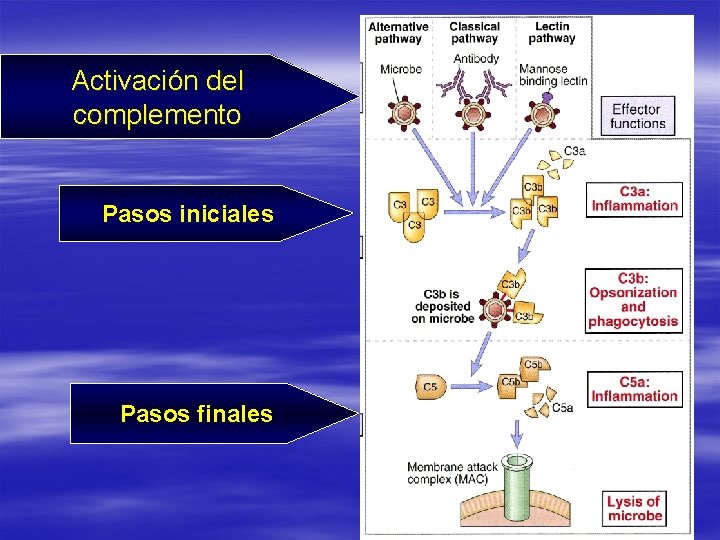 SISTEMA DEL COMPLEMENTO Dra Ingrid Estvez Inmunidad innata