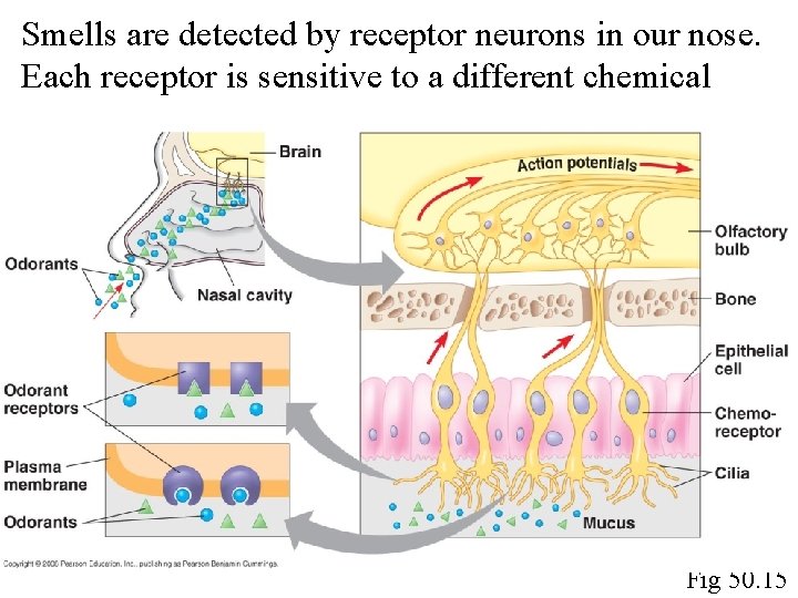 Sensing and Responding to the Environment Nerves allow