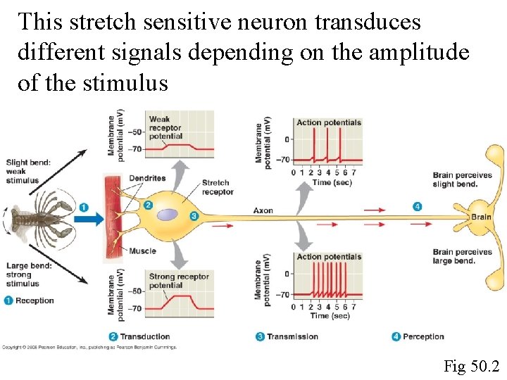 Sensing and Responding to the Environment Nerves allow