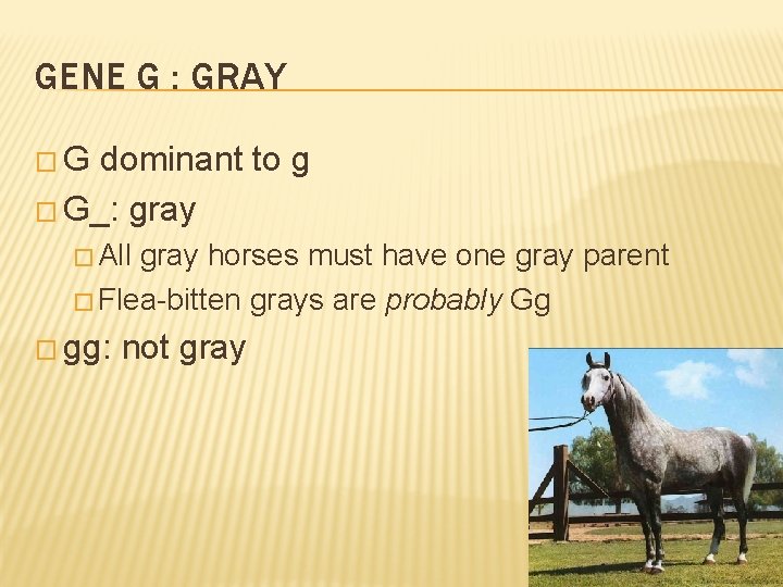 Equine Science Mr Dieckhoff HORSE COLOR GENETICS BASIC