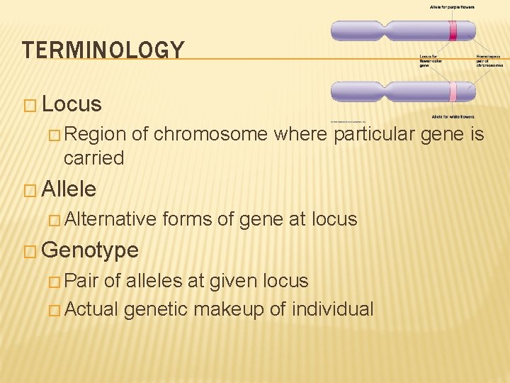 Equine Science Mr Dieckhoff HORSE COLOR GENETICS BASIC