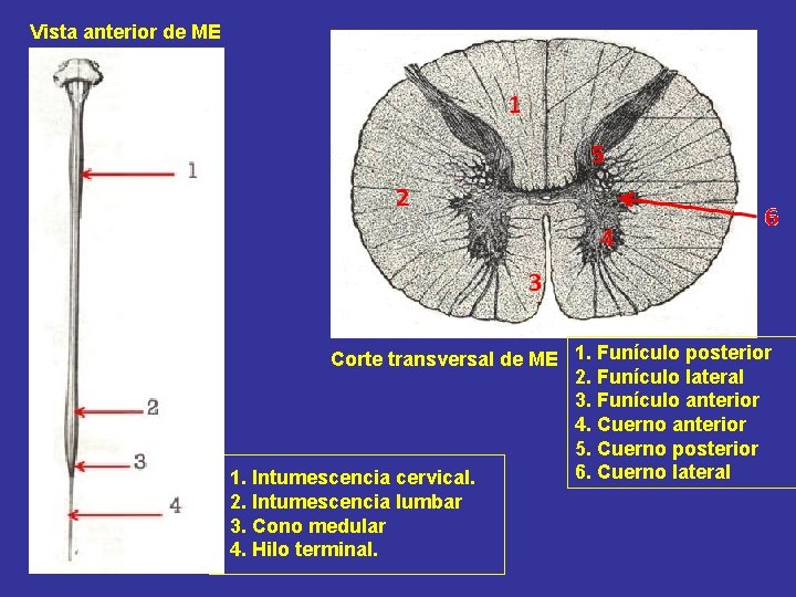 Vista anterior de ME Corte transversal de ME