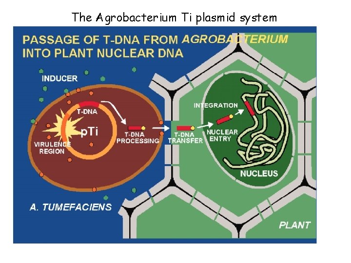 Genetic Modification of Plants Laboratory research to advance