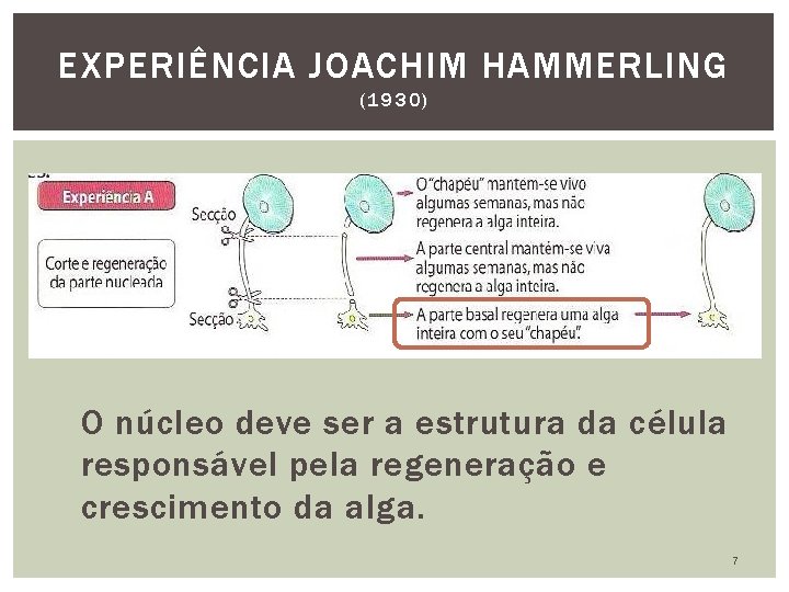 NOES BSICAS DE HEREDITARIEDADE Localizao da informao gentica