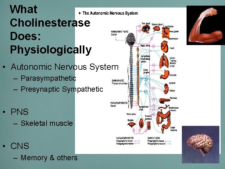 The Biology Physiology of Cholinesterase Running a Cholinesterase