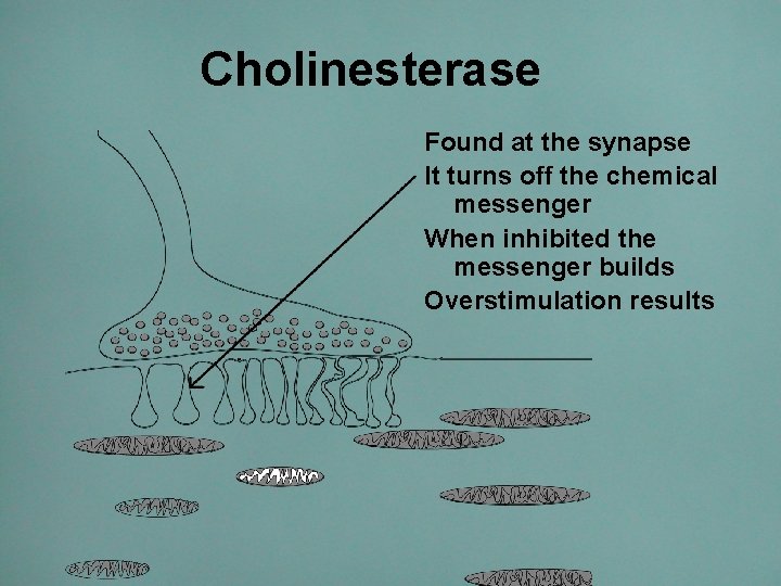 The Biology Physiology of Cholinesterase Running a Cholinesterase