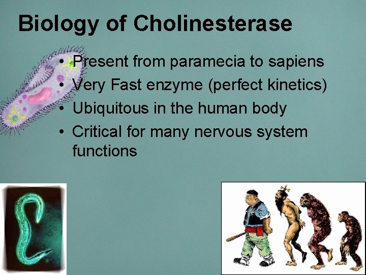 The Biology Physiology of Cholinesterase Running a Cholinesterase