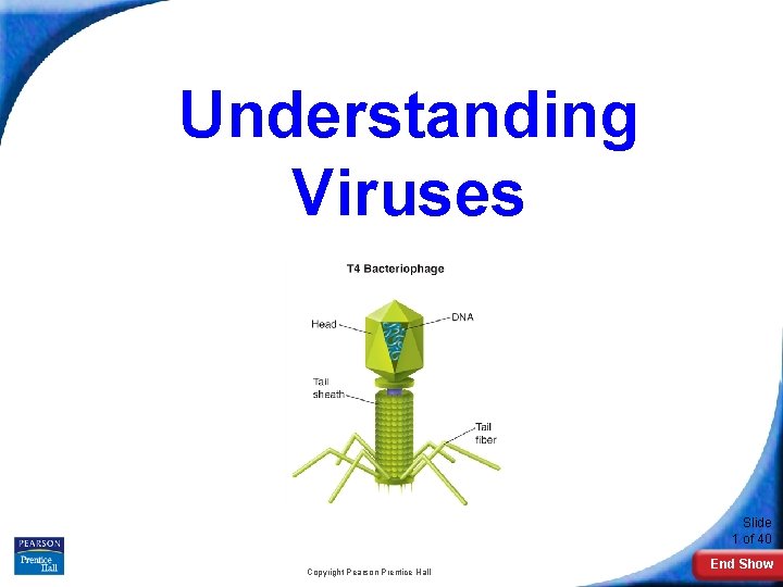Understanding Viruses Slide 1 of 40 Copyright Pearson