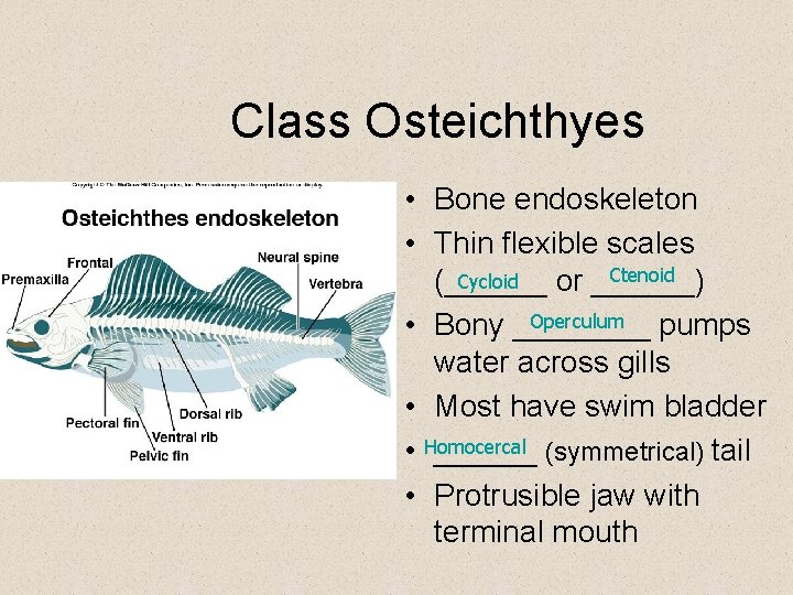 Class Osteichthyes Bone endoskeleton Thin flexible scales Ctenoid