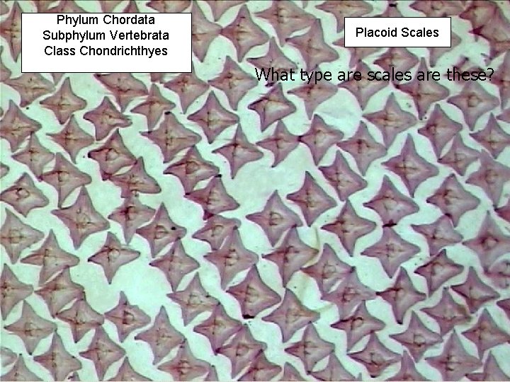 Class Osteichthyes Bone endoskeleton Thin flexible scales Ctenoid