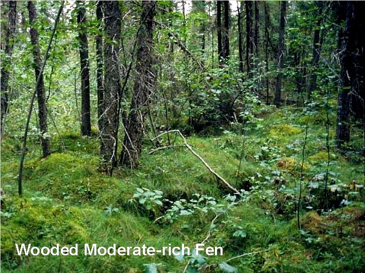 Wooded Boreal Fens An Ecoregional Perspective David A