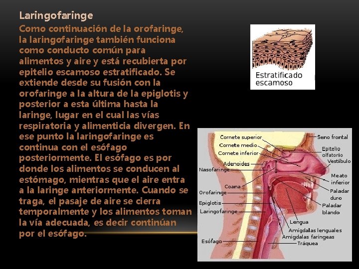 FARINGE Universidad Autnoma del Estado de Morelos Escuela