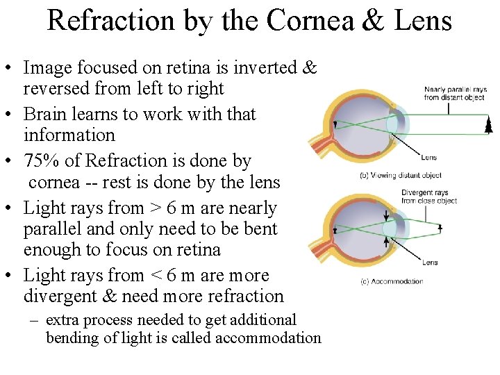 The Special Senses Smell taste vision hearing and