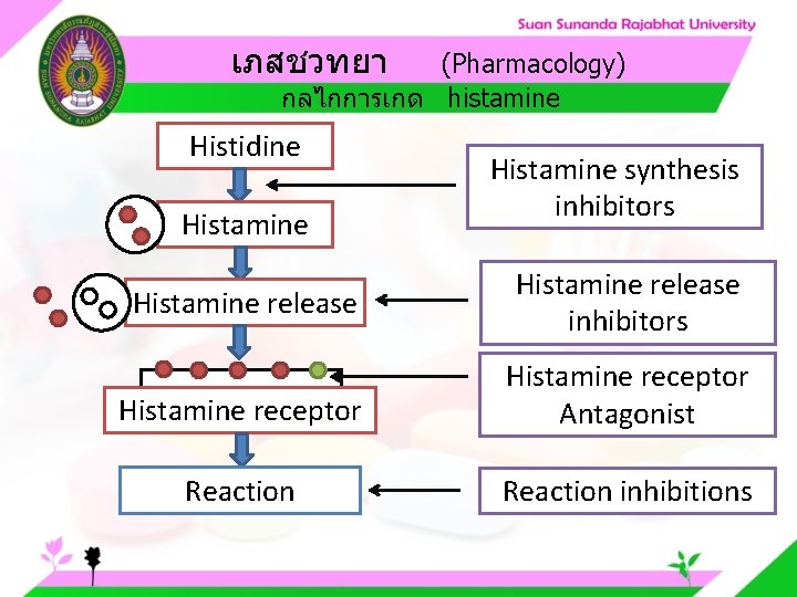 Pharmacology histamine Histidine Histamine release Histamine synthesis ...