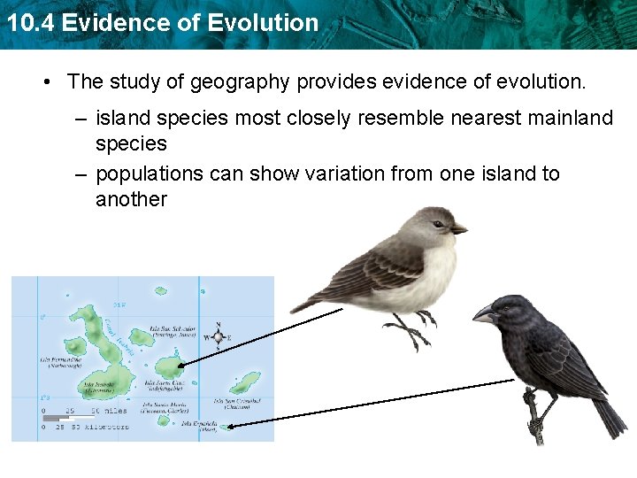 10 4 Evidence of Evolution KEY CONCEPT Evidence