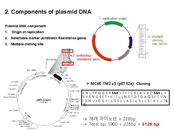 Preparation of MidiScale Plasmid DNA from E coli