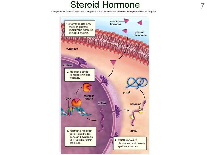Chapter 42 Hormones the Endocrine System The Human